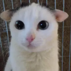 audrey (@nightcrwlrs) | Misskey.io