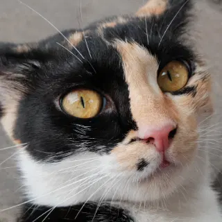 July K (@july_k) | Misskey.io