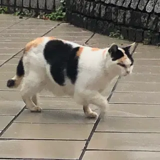 このくらい (@ODD_44) | Misskey.io