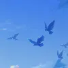 ベルちゃん (@bellchan) | Misskey.io