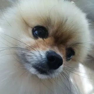 noko (@noko_k) | Misskey.io