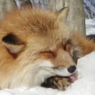 \ﾂｷﾖﾀｹ／ (@mold666) | Misskey.io