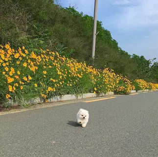 ぴり (@piri_purin) | Misskey.io